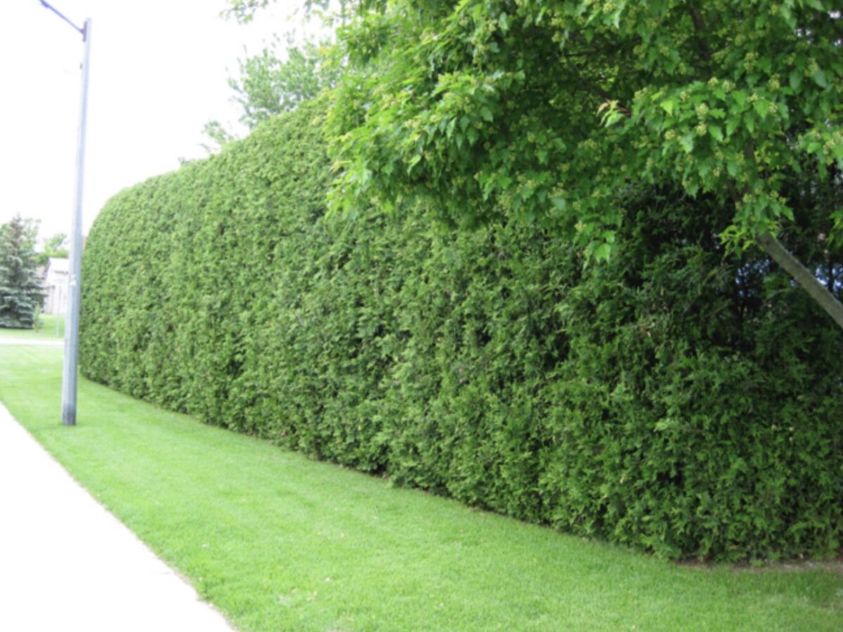About Us | Cedar Trees & Cedar Hedges | The Cedar Guys
