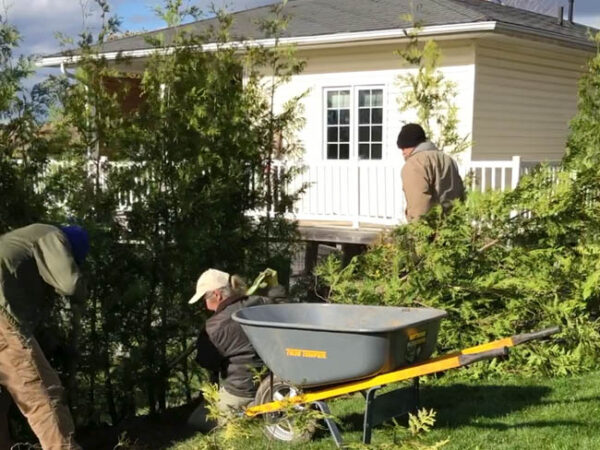 Cedar Trees, Cedar Hedging & Privacy Hedges | Tree Planting Service